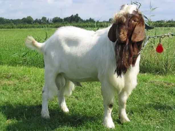 Susu Kambing Etawa Terbaik Tahun 2024 Susu Kambing Etawa Terbaik Tahun 2024